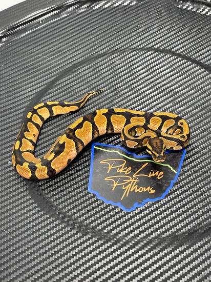 Orange Dream Enchi Calico Het Clown Het Pied Ball Python by Pike Line ...