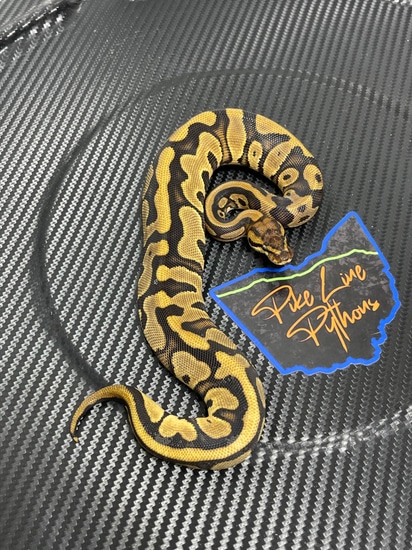 Red Stripe Leopard DBL Het ClownPied Ball Python by Pike Line Pythons LLC