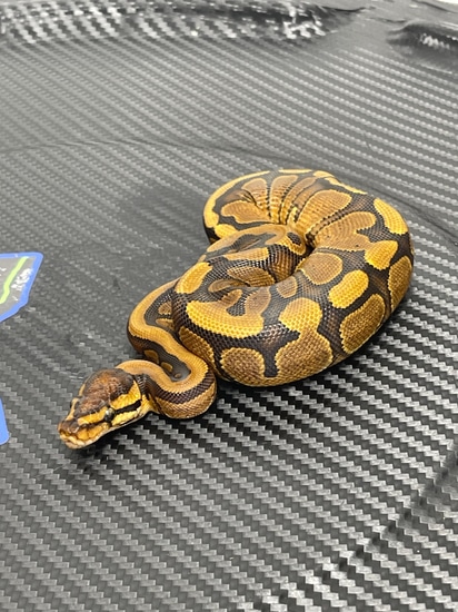 Red Stripe Het Clown Ball Python by Pike Line Pythons LLC