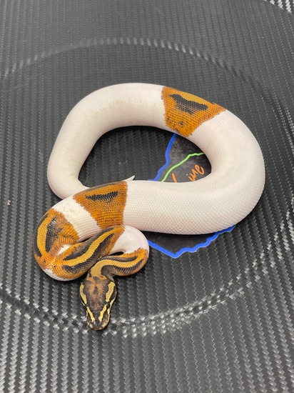 RedHead Pied Het Clown Ball Python by Pike Line Pythons LLC