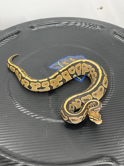 RedHead Spotnose Het Pied Ball Python by Pike Line Pythons LLC