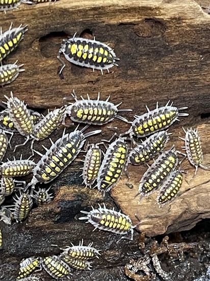 20+ Porcellio Haasi High Yellow Isopod by Pike Line Pythons LLC