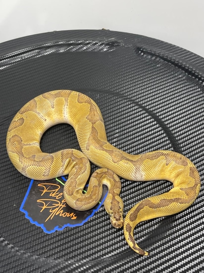 Enchi Clown (Pos GHI) Ball Python by Pike Line Pythons LLC