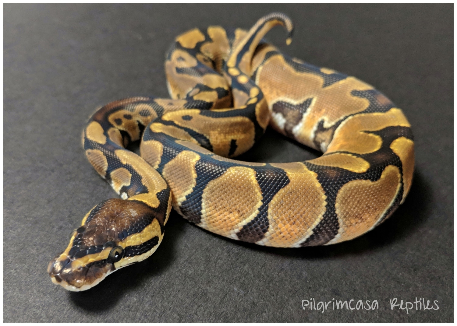 Enchi Het Hypo Ball Python by PilgrimCasa Reptiles - MorphMarket
