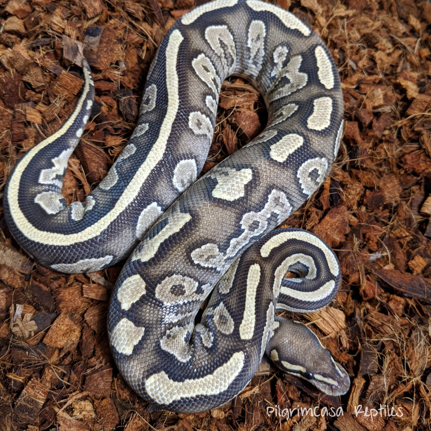 Enchi Mystic Fire Ball Python by PilgrimCasa Reptiles - MorphMarket