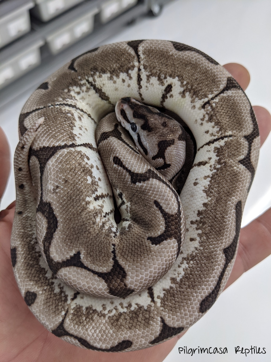 VPI Axanthic Enchi Spider Ball Python by PilgrimCasa Reptiles - MorphMarket