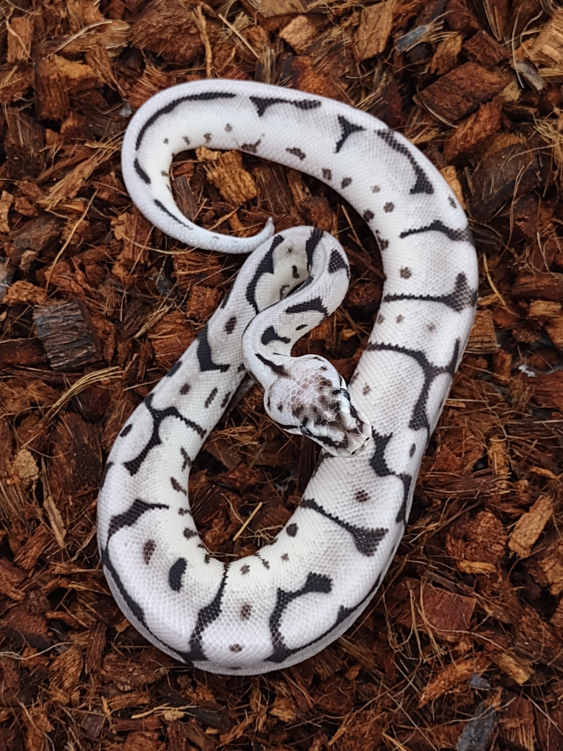 VPI Axanthic Pastel Leopard Spider Ball Python by PilgrimCasa Reptiles ...