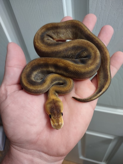 Champagne YB Pin Ball Python by PilgrimCasa Reptiles