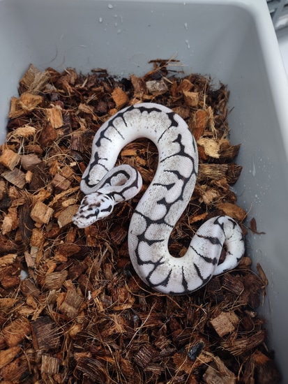 VPI Axanthic Pastel Spider Ball Python by PilgrimCasa Reptiles