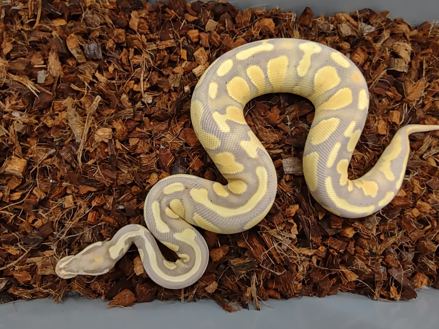 Banana YB Ball Python by PilgrimCasa Reptiles - MorphMarket