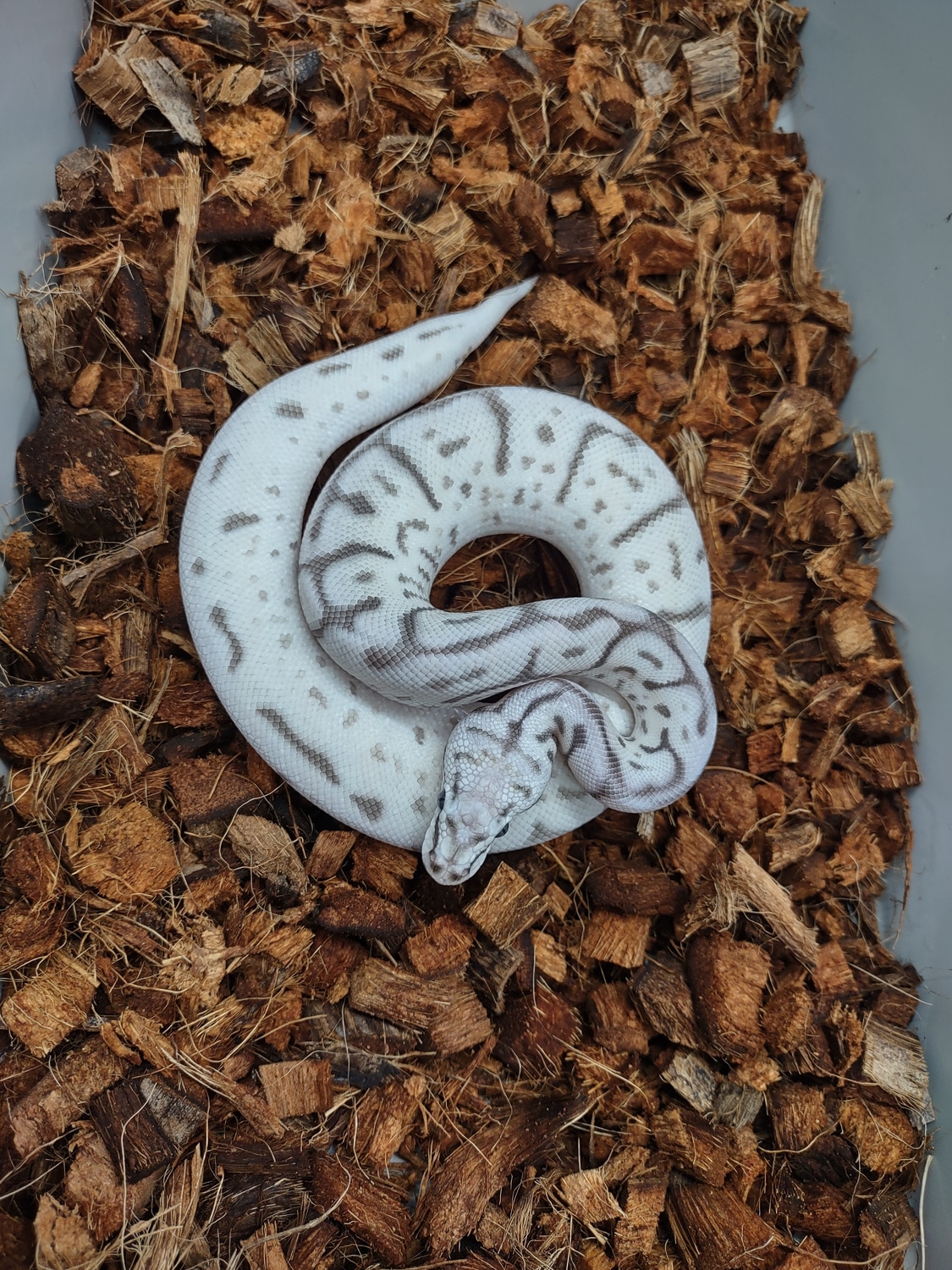 VPI Axanthic Leopard Killerbee Ball Python by PilgrimCasa Reptiles ...