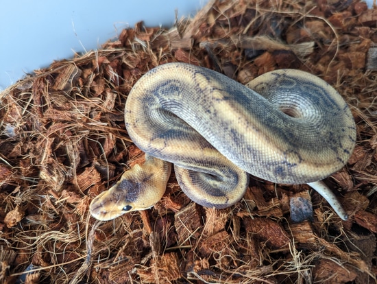 Champagne YB Pin Ball Python by PilgrimCasa Reptiles