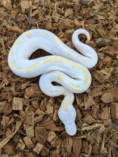 Super Fire (Black-eyed Leucistic) Ball Python by PilgrimCasa Reptiles