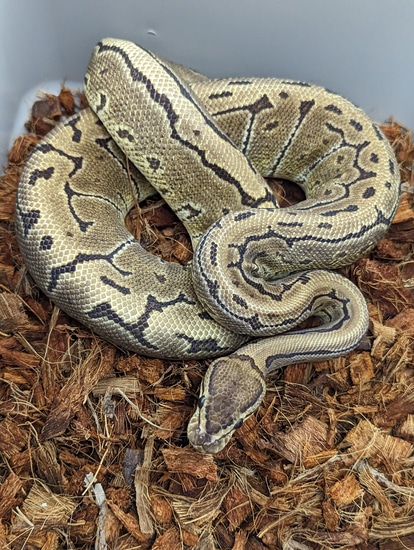 Pinstripe Het DG Ball Python by PilgrimCasa Reptiles