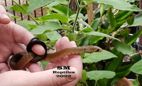 1.1 (100% HET Axanthic) Blacktail Cribo Pair CBB '23 Cribo & Indigo ...