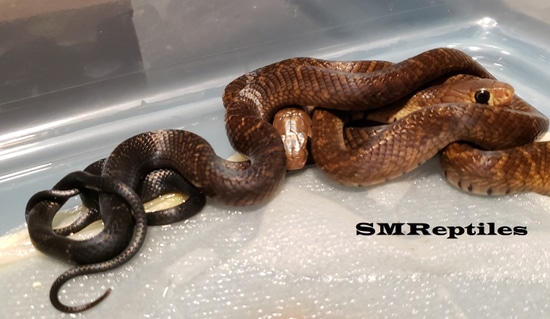 (100% HET Axanthic) CB '24 Blacktail Cribos Cribo & Indigo Snakes by ...
