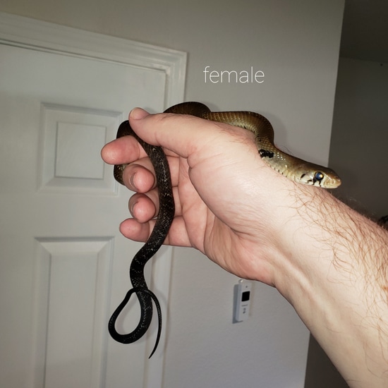 100% HET Axanthic Blacktail Cribo Female Cribo & Indigo Snakes by ...