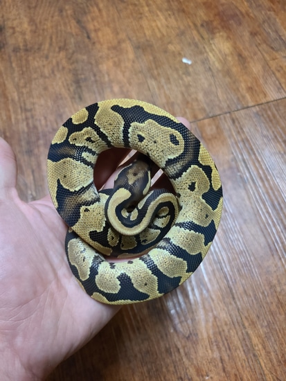 Fire 100% Het Desert Ghost Ball Python by Pineapple Exotics