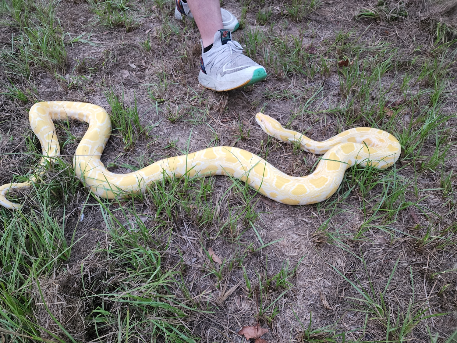 Albino 100% Het Green 100% Het Granite Burmese Python by Pineapple ...