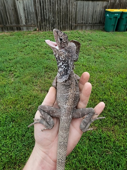 Frilled Dragon More Lizard by Pineapple Exotics