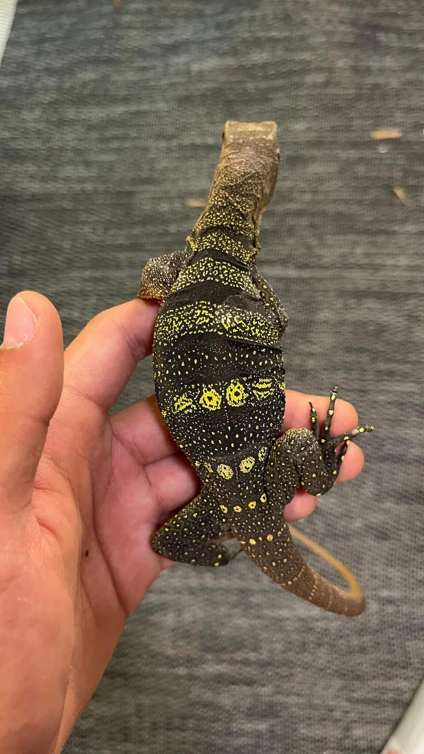 Spiny Neck Monitor Other Monitor by Pineapple Exotics - MorphMarket