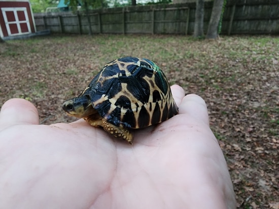 TEXAS SALES ONLY Radiated Tortoise by Pineapple Exotics
