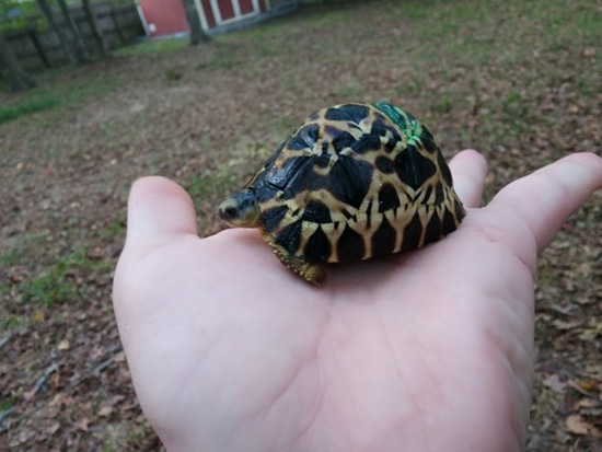 TEXAS SALES ONLY Radiated Tortoise by Pineapple Exotics