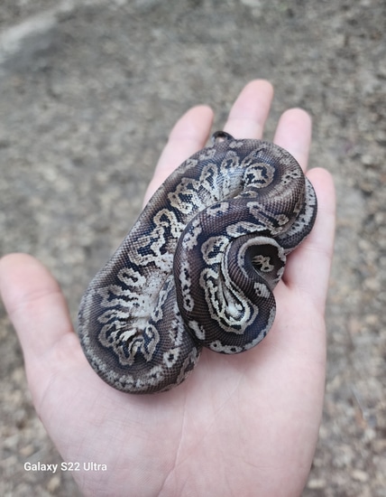 Pewter Fire Het Pied Ball Python by Pineapple Exotics