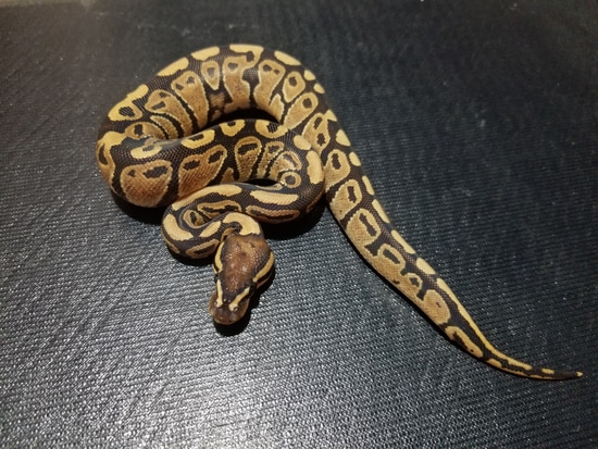 Flame Ball Python by PineconeReptiles