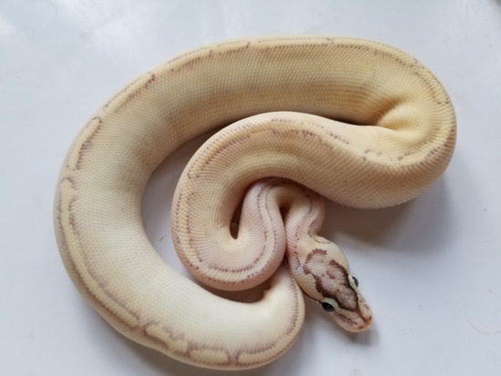Enchi Lemon Pastel Bling Yb Puma Ball Python by PineconeReptiles
