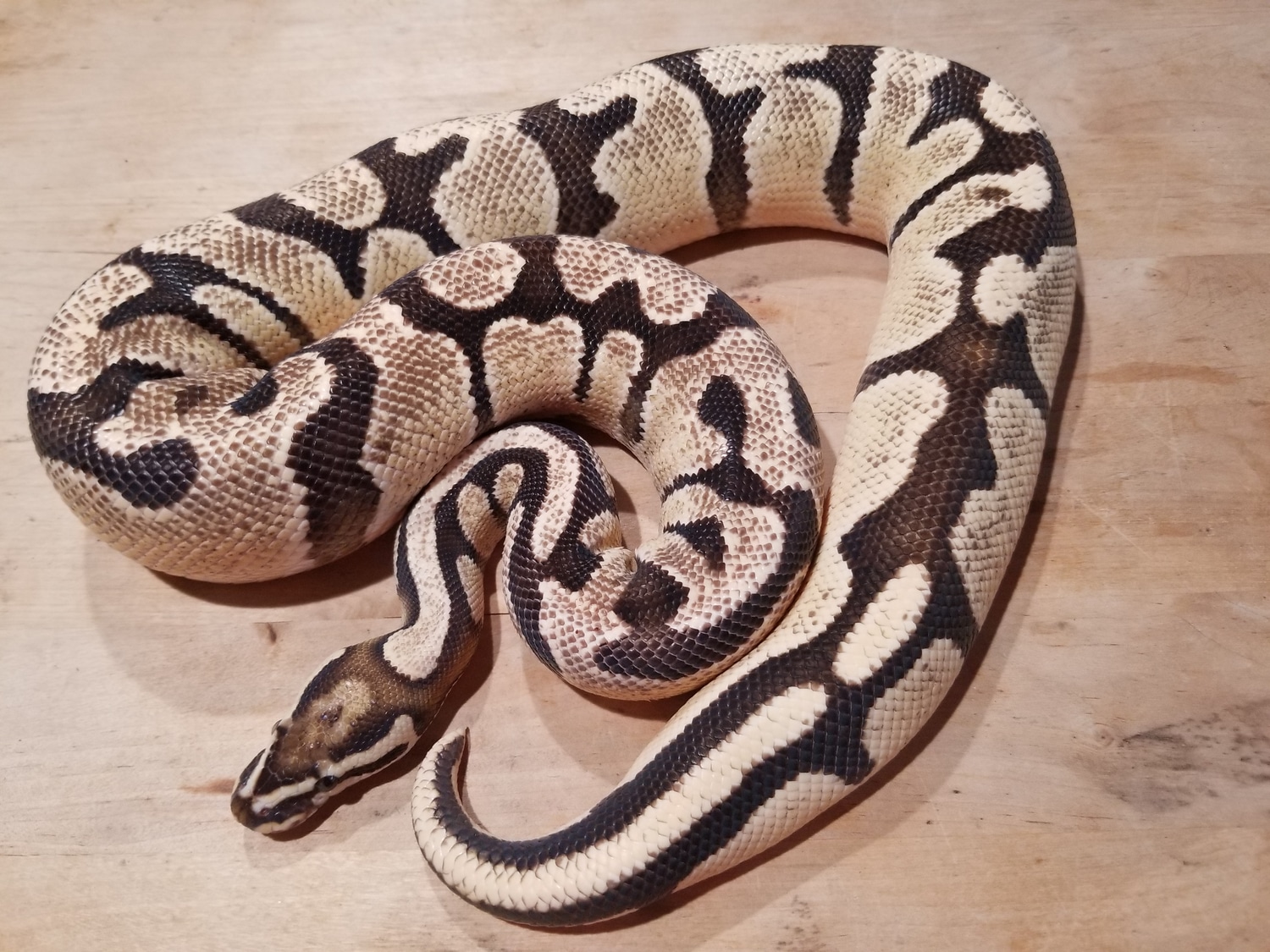 Fire Orange Dream Ball Python by PineconeReptiles - MorphMarket