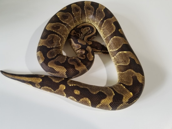 Enchi Orangebelly Ball Python by PineconeReptiles