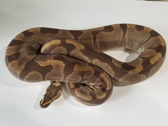 Enchi Sulfur Ball Python by PineconeReptiles