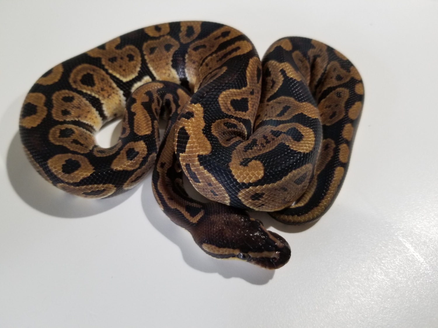 Nanny Ball Python by PineconeReptiles - MorphMarket