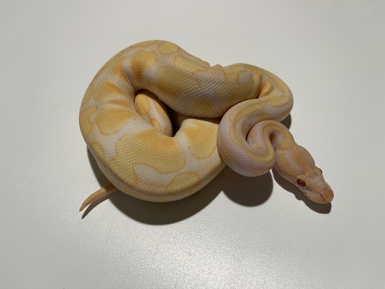 Enchi Lavender Ball Python by PineconeReptiles