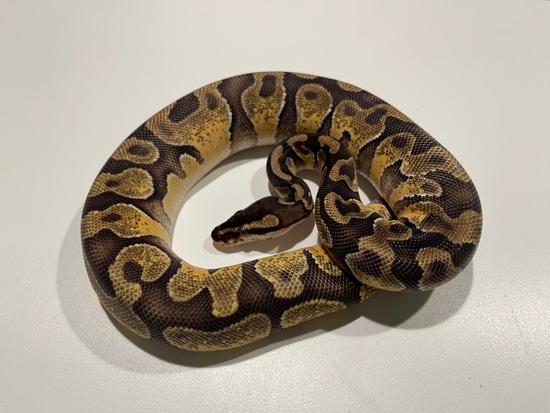 Enchi Bling YB Ball Python by PineconeReptiles