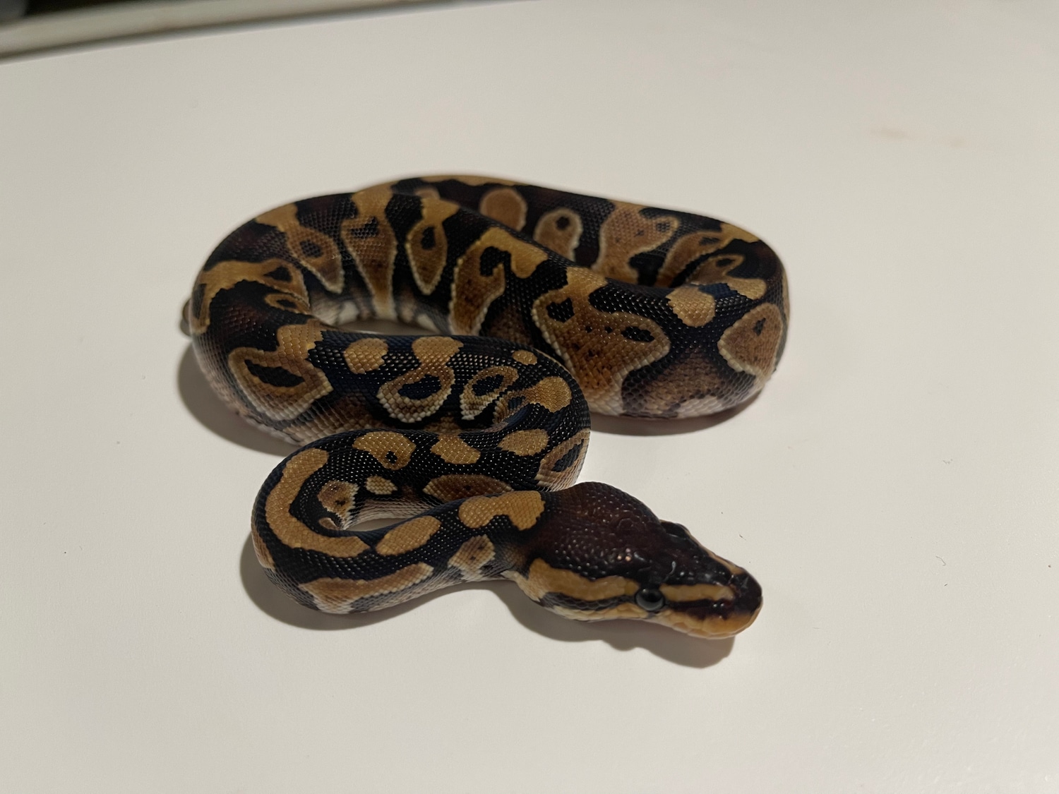 Wookie Ball Python by PineconeReptiles - MorphMarket