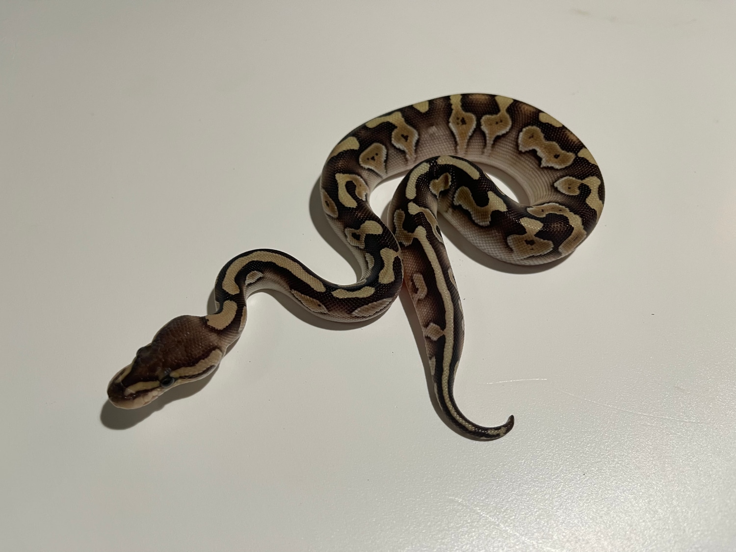 Lesser Wookie Ball Python by PineconeReptiles - MorphMarket