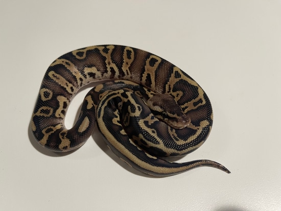 Leopard Pastel Wookie Ball Python by PineconeReptiles