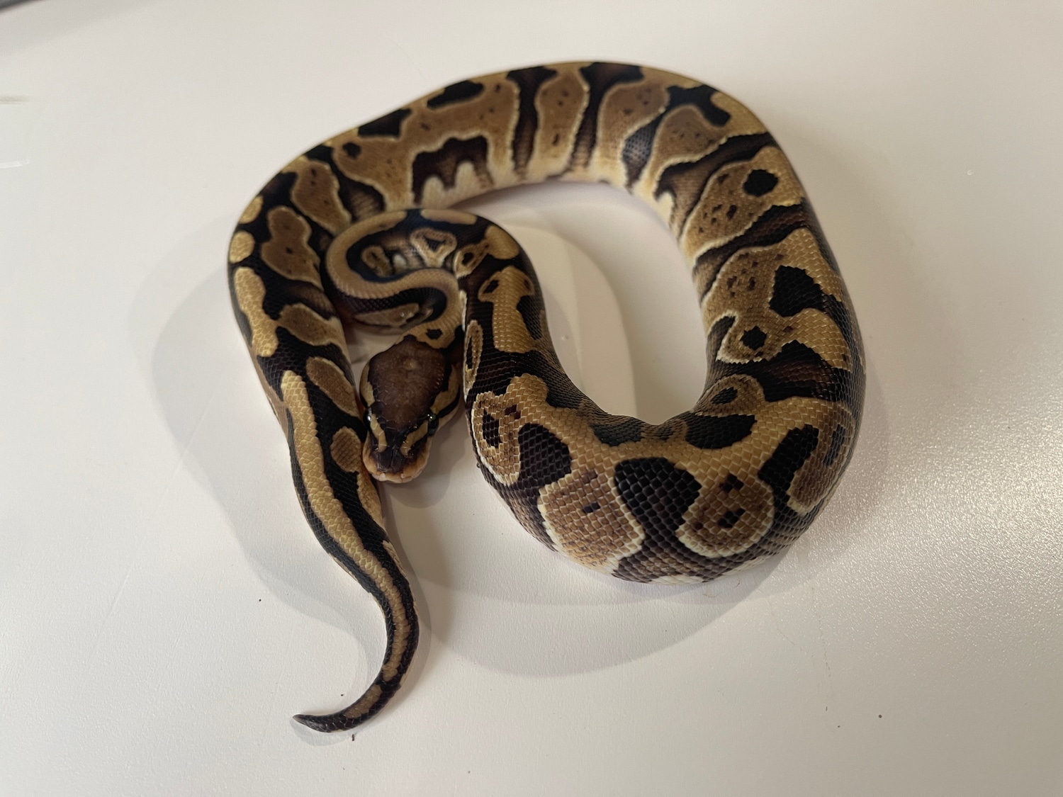 Vanilla Wookie Ball Python by PineconeReptiles - MorphMarket