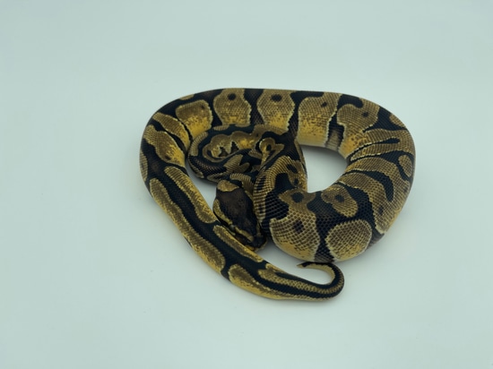 Enchi Sugar Ball Python by PineconeReptiles