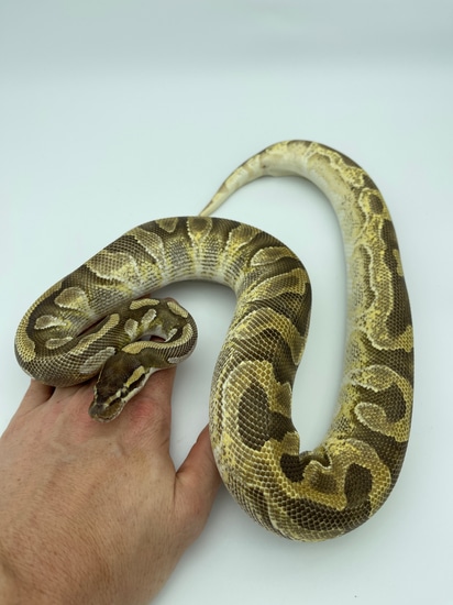 Enchi Mojave Fader Ball Python by PineconeReptiles