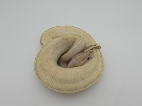 Puma Ball Python by PineconeReptiles