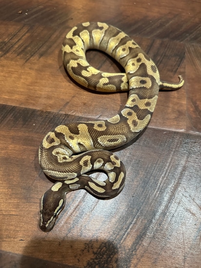 Enchi Mojave Ball Python by PineconeReptiles