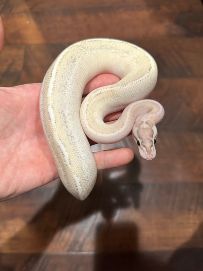 Enchi Puma Ball Python by PineconeReptiles