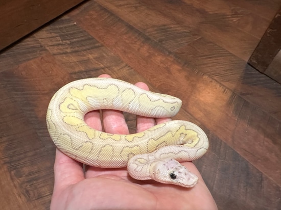 Pastel Lesser Hypo Clown Ball Python by PineconeReptiles
