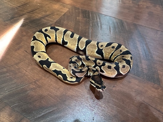 Dinker Project Group Ball Python by PineconeReptiles