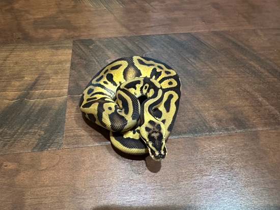 Pastel Enchi Leopard Het Clown (Lasik) Ball Python by PineconeReptiles