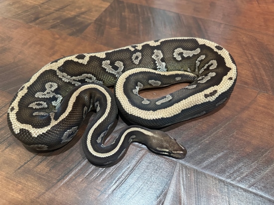 Leopard Mojave Nanny Ball Python by PineconeReptiles