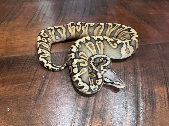 Pastel Lesser GHI DH Clown/Hypo Ball Python by PineconeReptiles